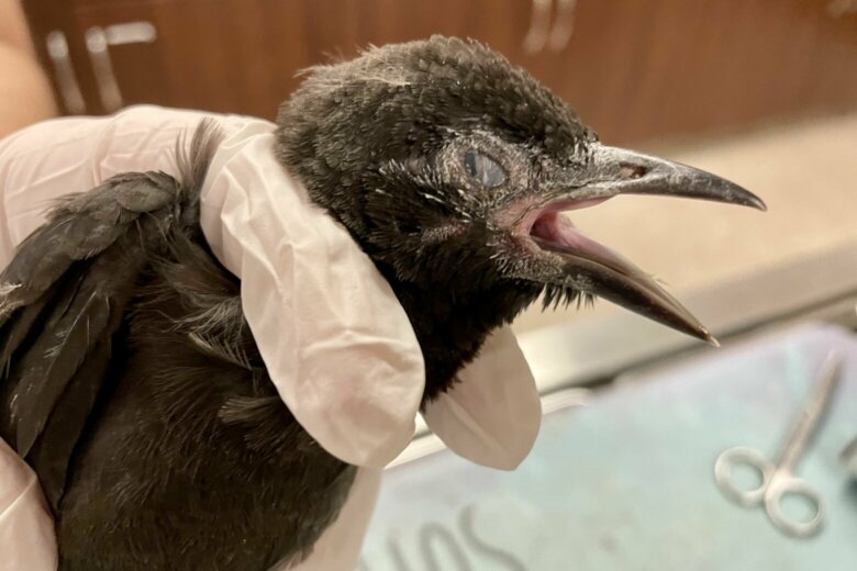 Author: Kate Ryan | WTOP