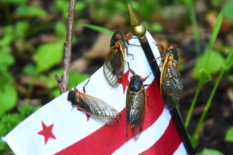 Brood X is almost here: Billions of cicadas are emerging in eastern US ...