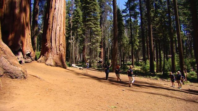 Hiker falls 500 feet to his death at Sequoia National Park - WTOP News