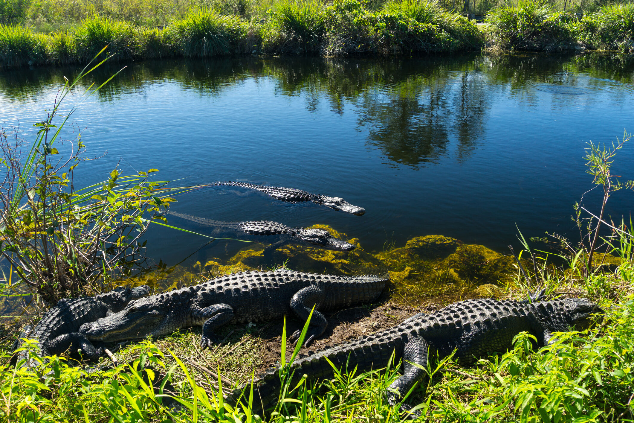 Florida man looking for shark teeth survives alligator bite to his head ...