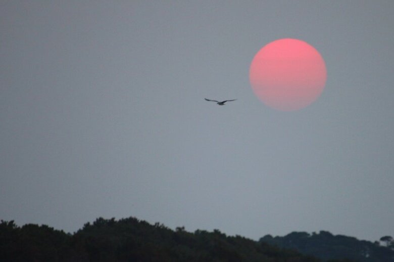 Is Canada behind the orange-like haze above the DC region? - WTOP News
