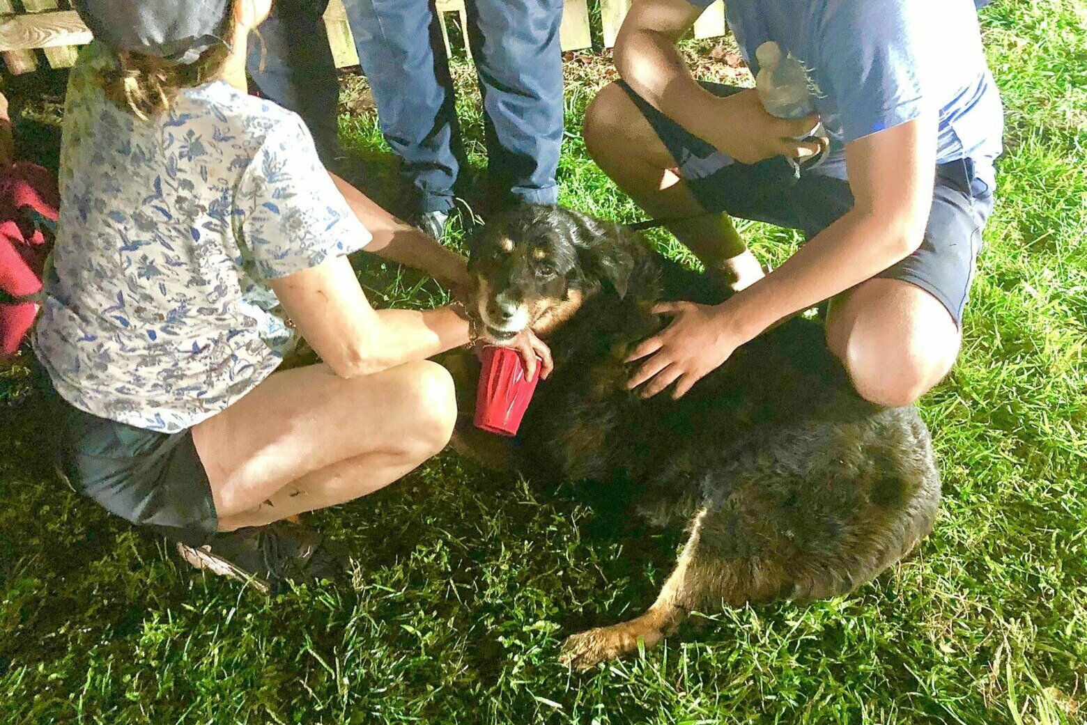 Runaway dog rescued by Montgomery Co. firefighters after falling in ...