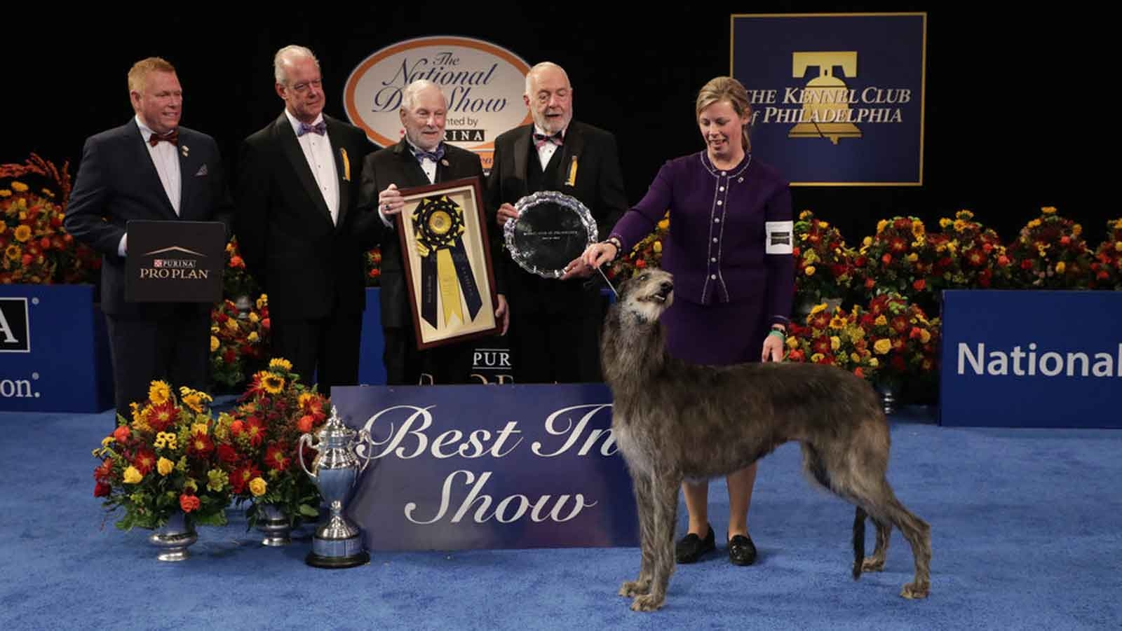 Scottish Deerhound repeats as Best in Show at 2021 National Dog Show ...