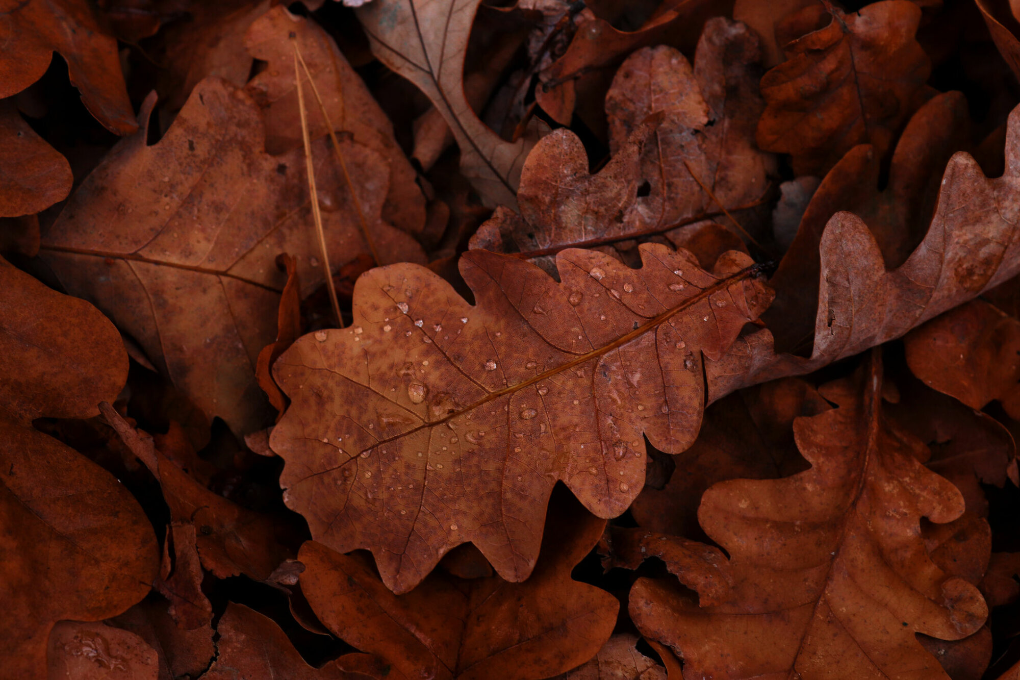 Montgomery Co. vacuum leaf collection starts today - WTOP News
