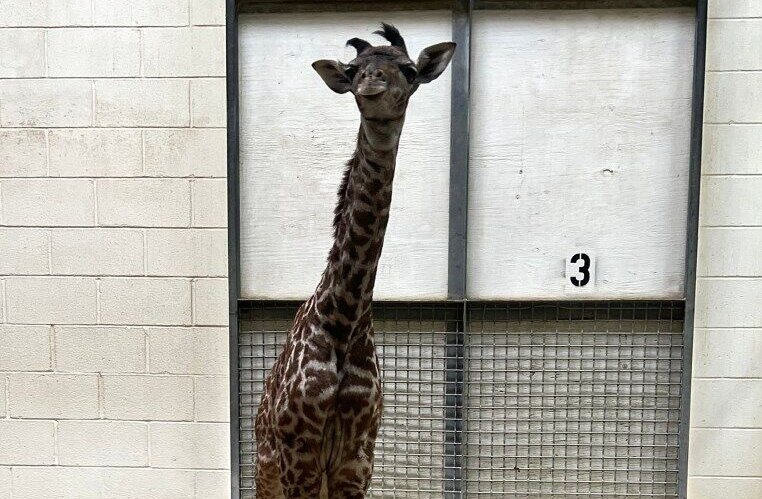 Va. zoo welcomes baby giraffe; he’s already learning to run - WTOP News