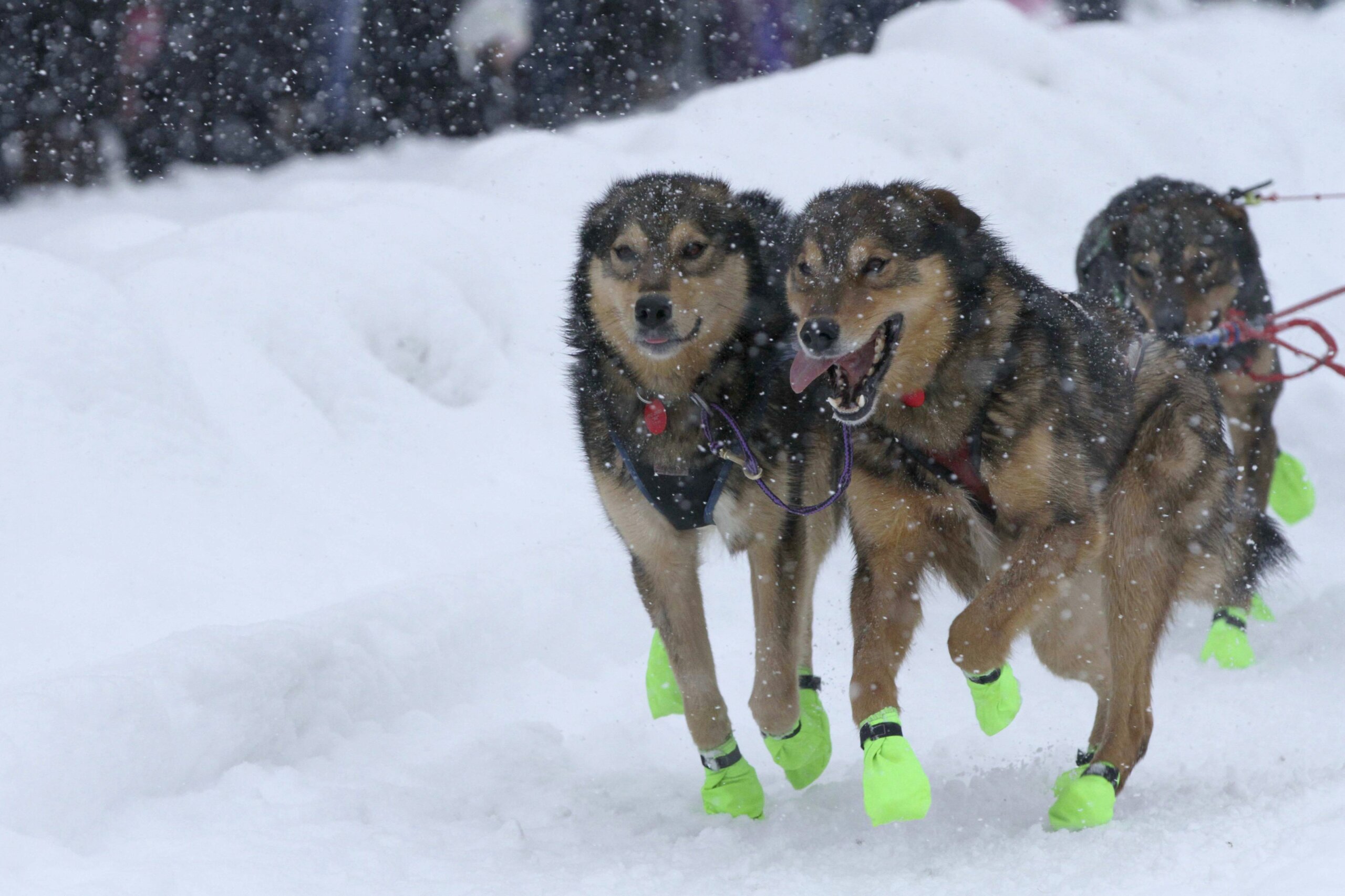 Iditarod dogs pack Anchorage for race’s ceremonial start - WTOP News
