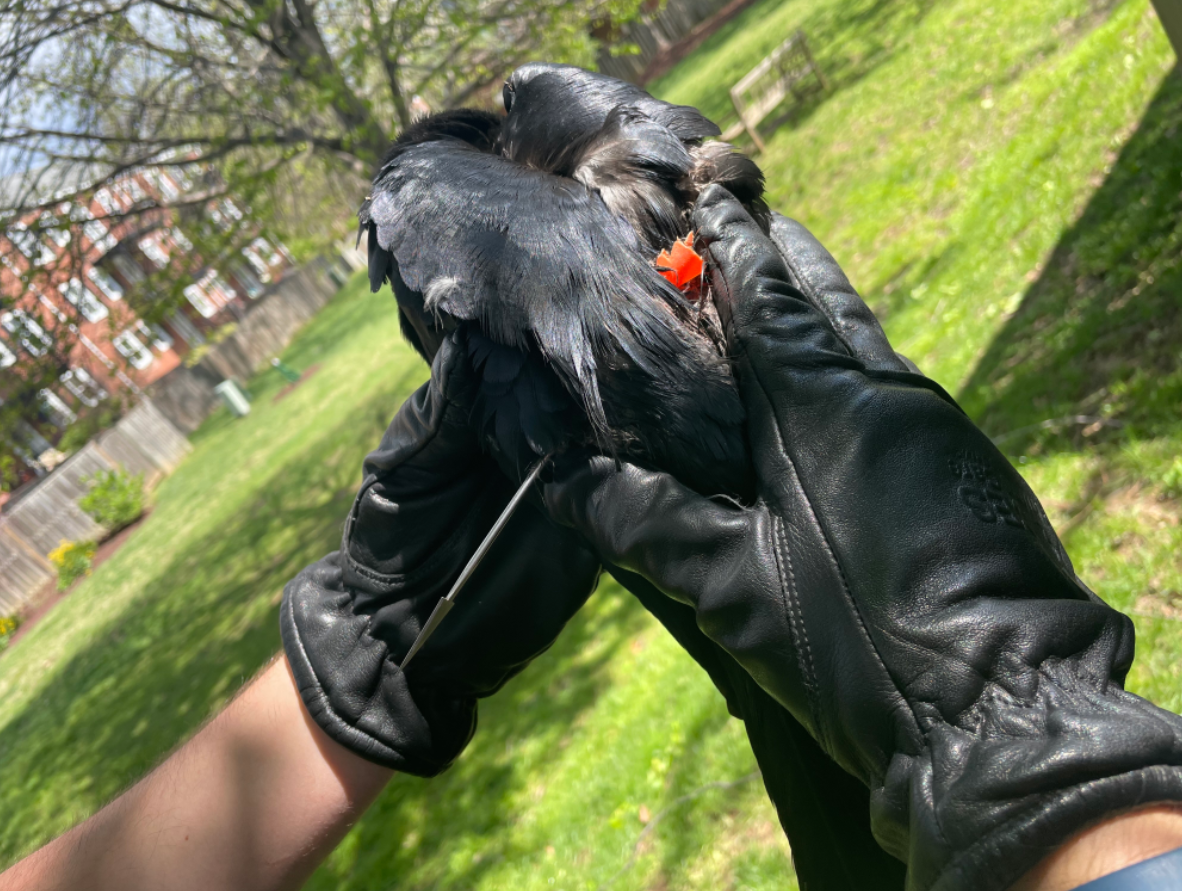 Info sought after crow found shot with blow gun in Arlington - WTOP News