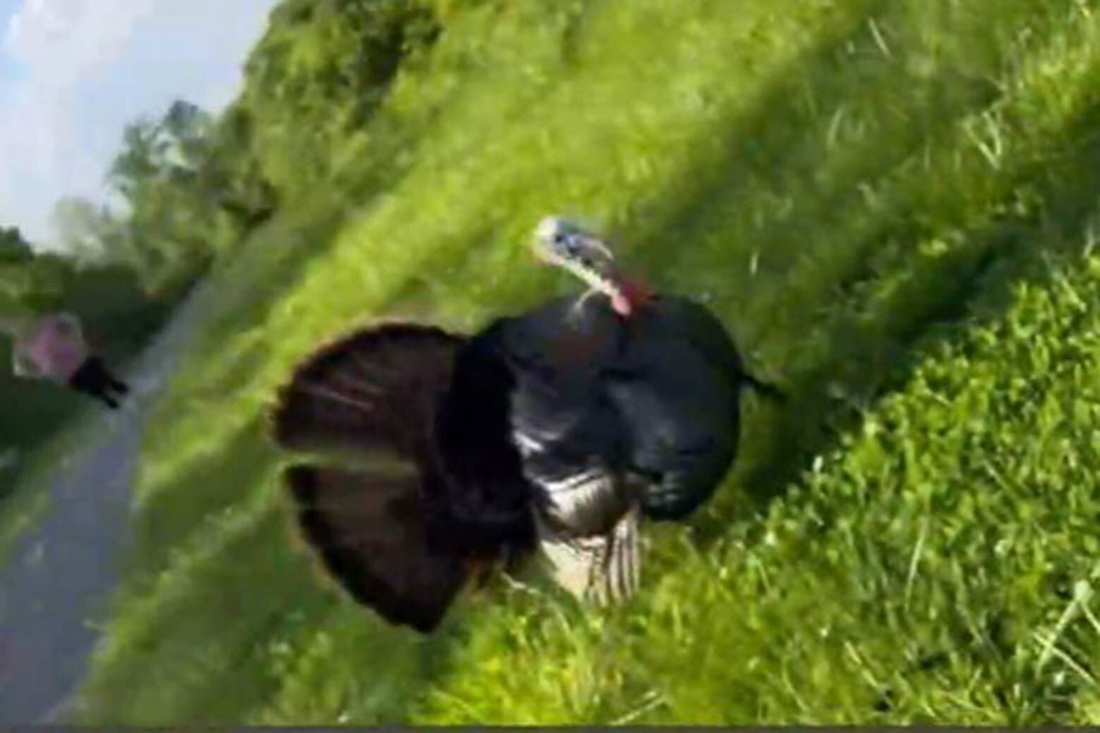 VIDEO: DC-area wild turkey strikes again - WTOP News