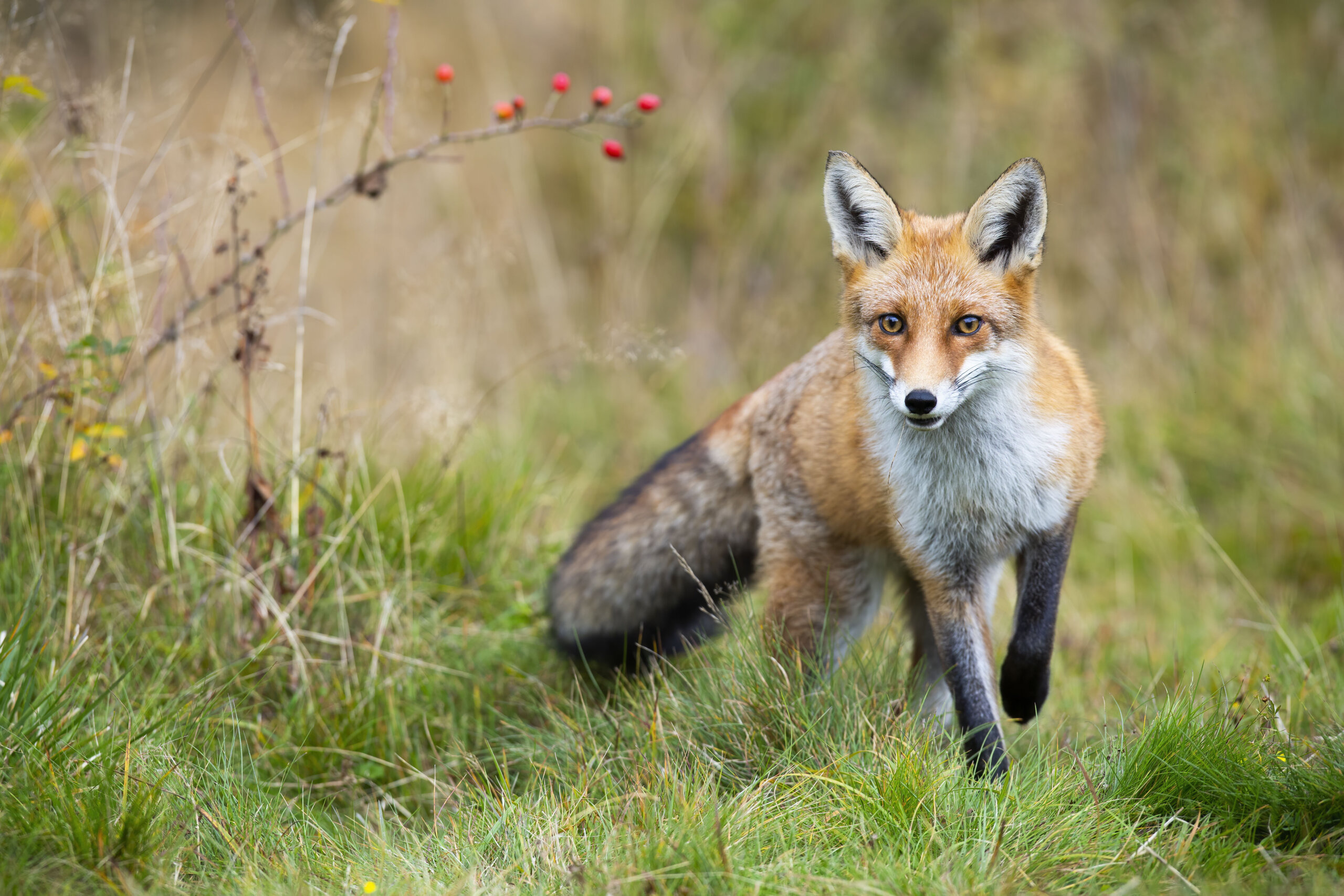 Fox populi: Biologists on whether there are more red foxes in our ...