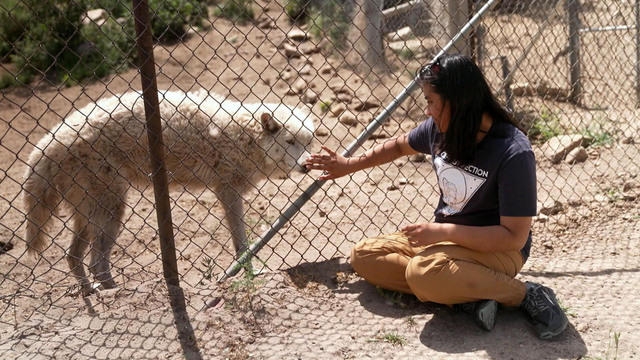 Wolf therapy helps teens learn forgiveness, acceptance and trust - WTOP ...