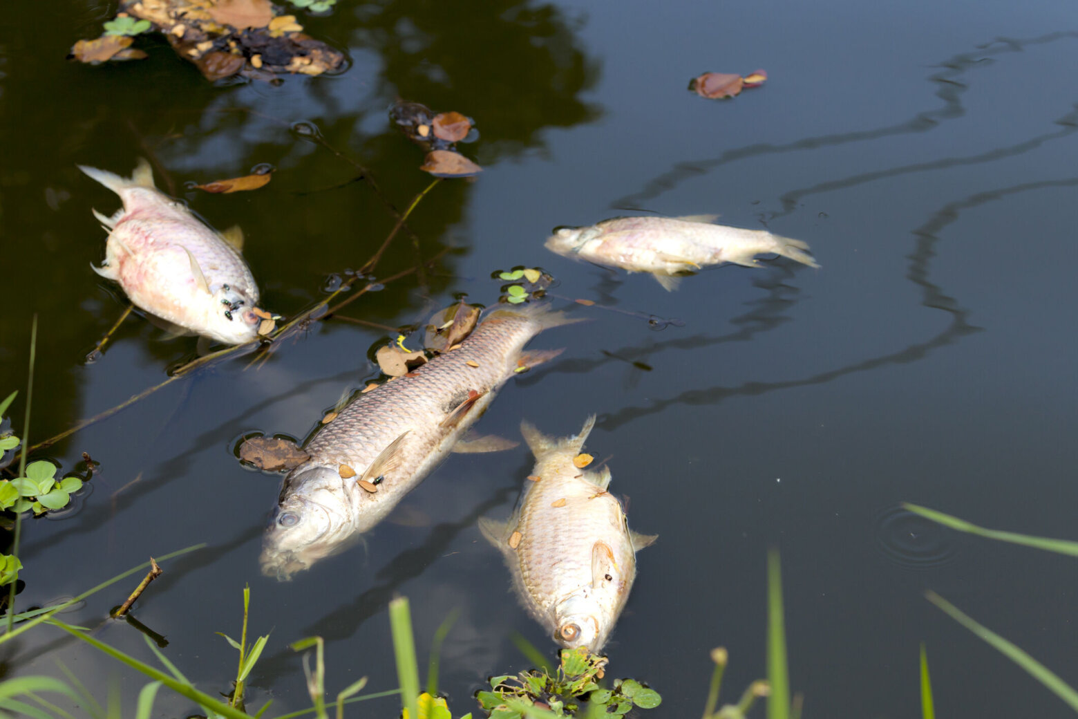 Some 100 fish found dead in Arlington - WTOP News