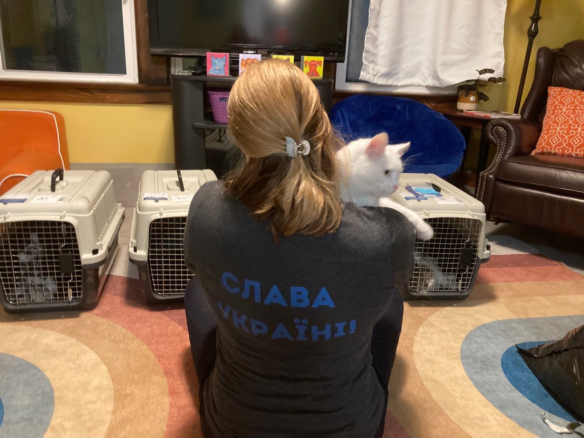 PHOTOS: Ukrainian cats arriving in DC area up for adoption - WTOP News