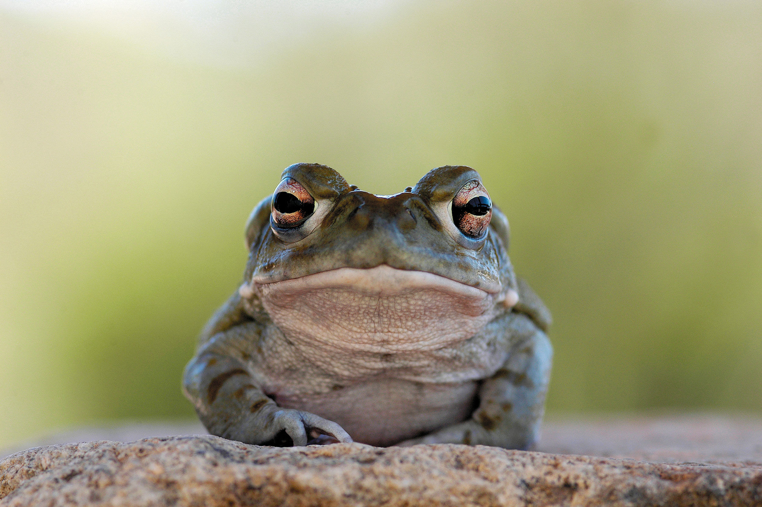 Please don’t lick this psychedelic toad, National Park Service warns ...