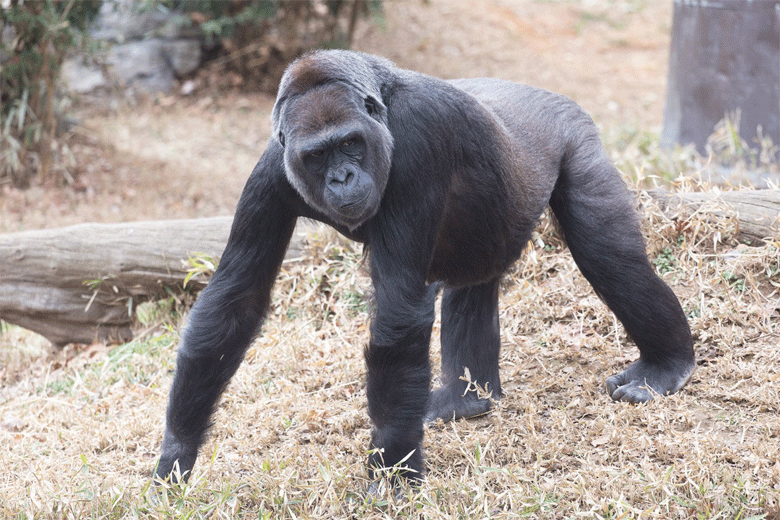 Critically endangered gorilla at National Zoo pregnant again - WTOP News