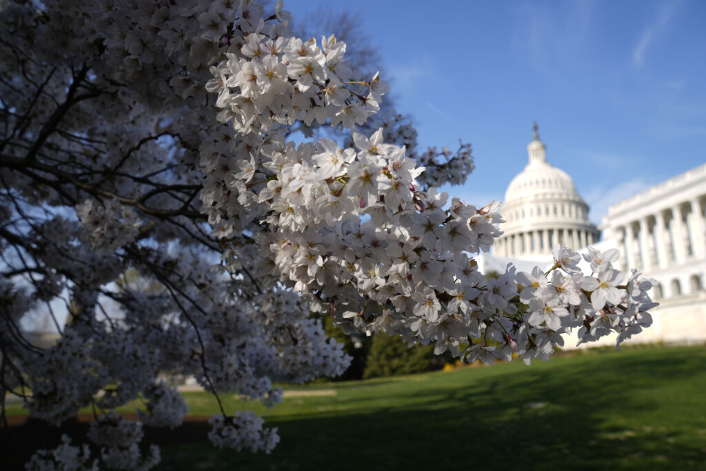 Peak bloom is here: DC cherry trees reach final bloom stage - WTOP News