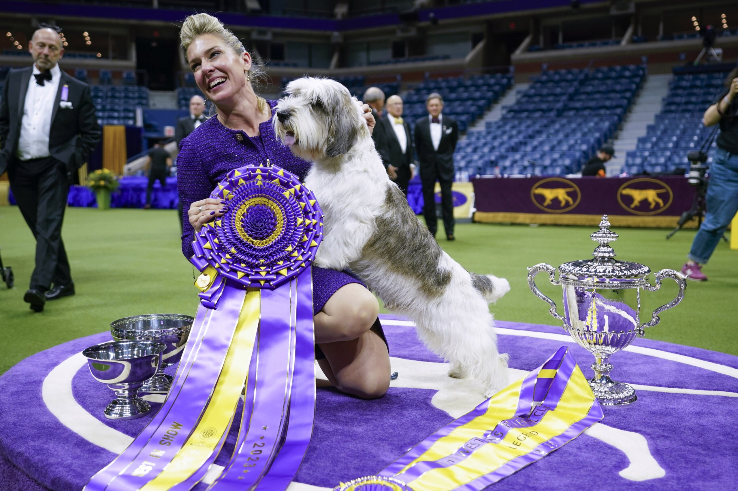 A PBGV Wins Westminster Dog Show A First For The Breed WTOP News A PBGV Wins Westminster Dog Show A First For The Breed WTOP News
