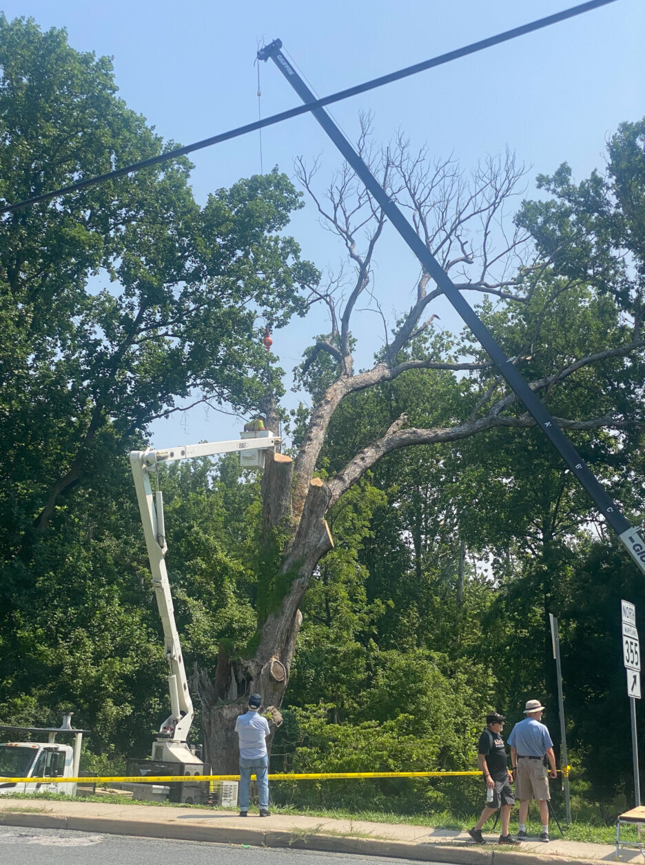 An oak standing since America’s birth comes down after its death in ...