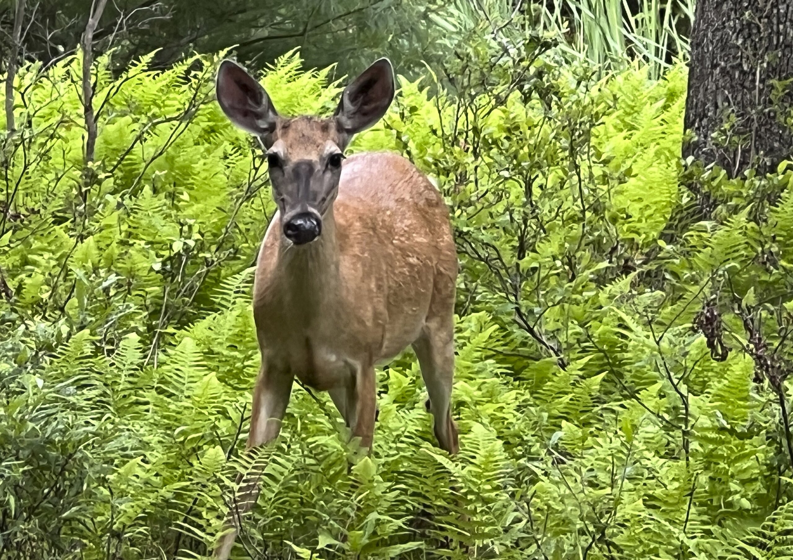 How National Park Service’s deer management program is helping DC-area ...