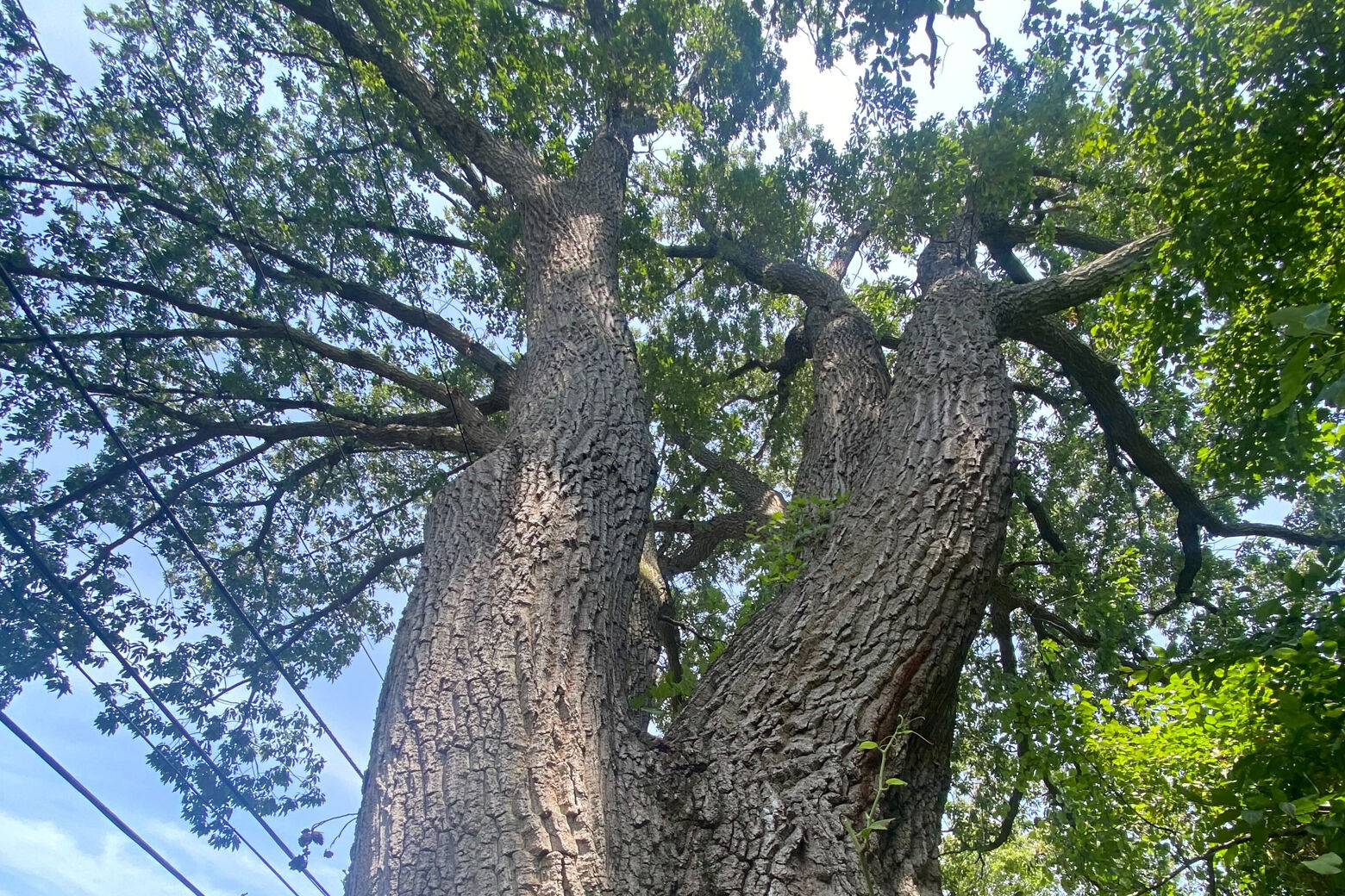 It’s wider than basketball players are tall — it’s the biggest tree in ...