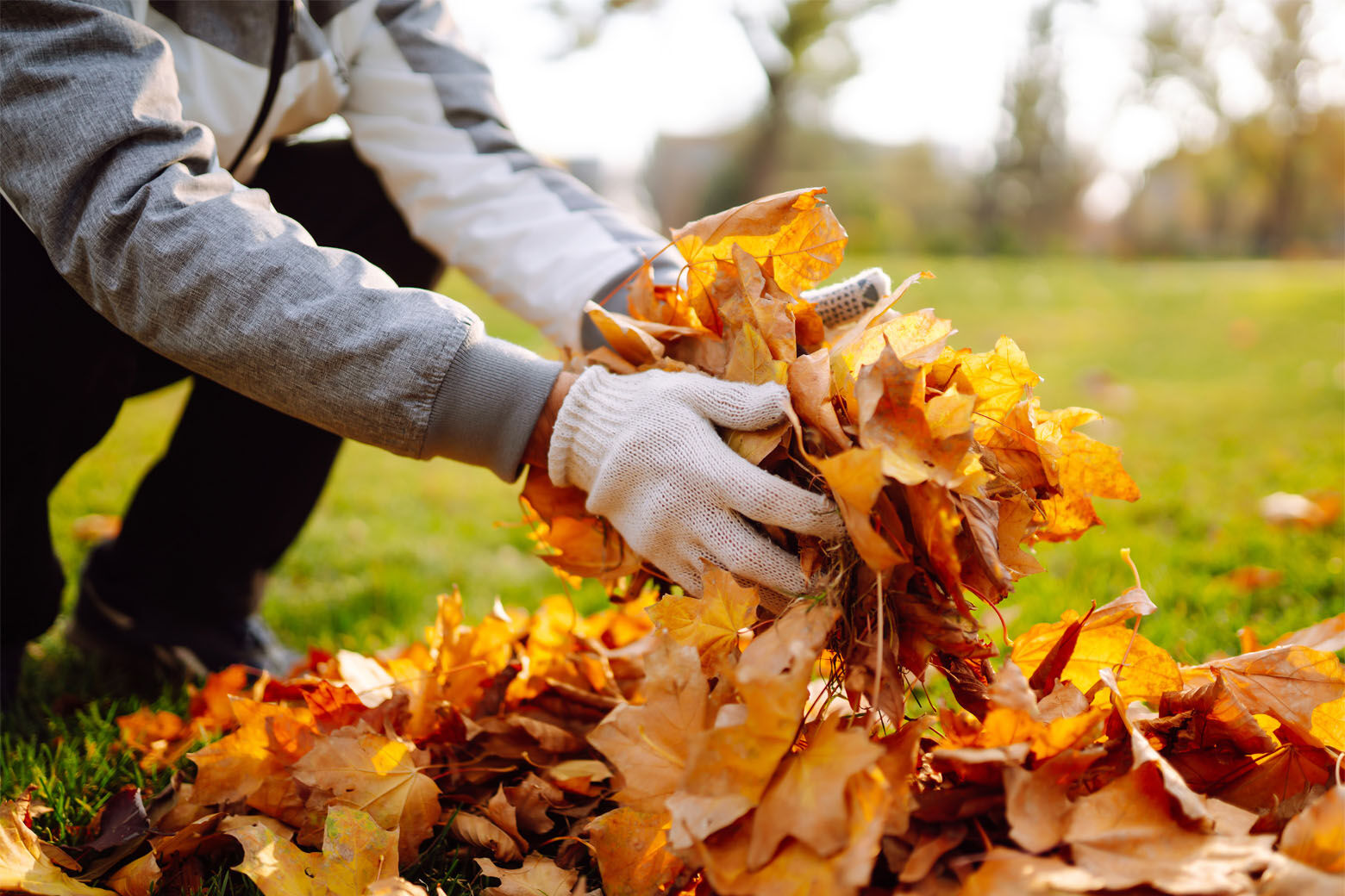 Put that rake down: How falling leaves help your yard - WTOP News