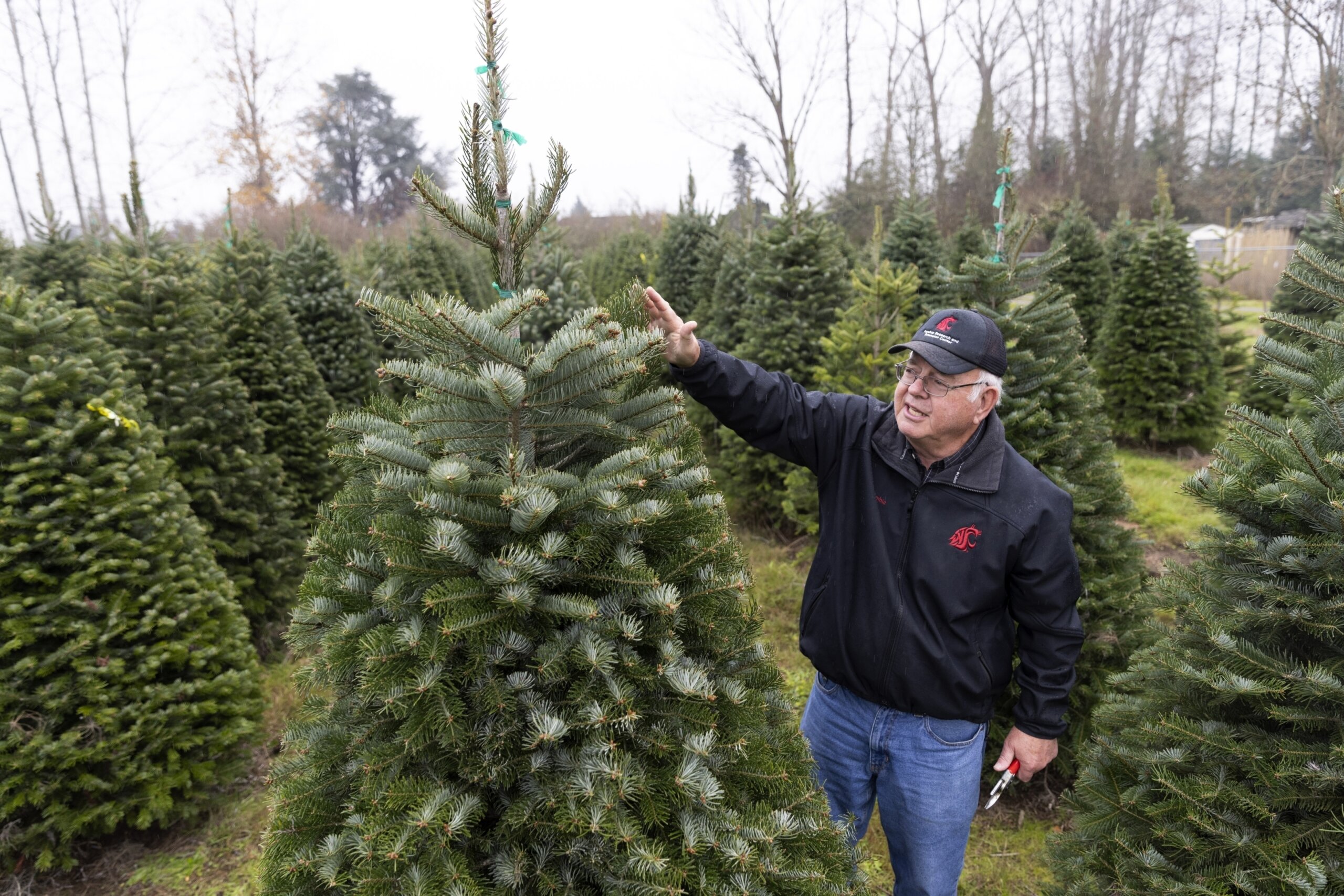 As climate warms, that perfect Christmas tree may depend on growers ...