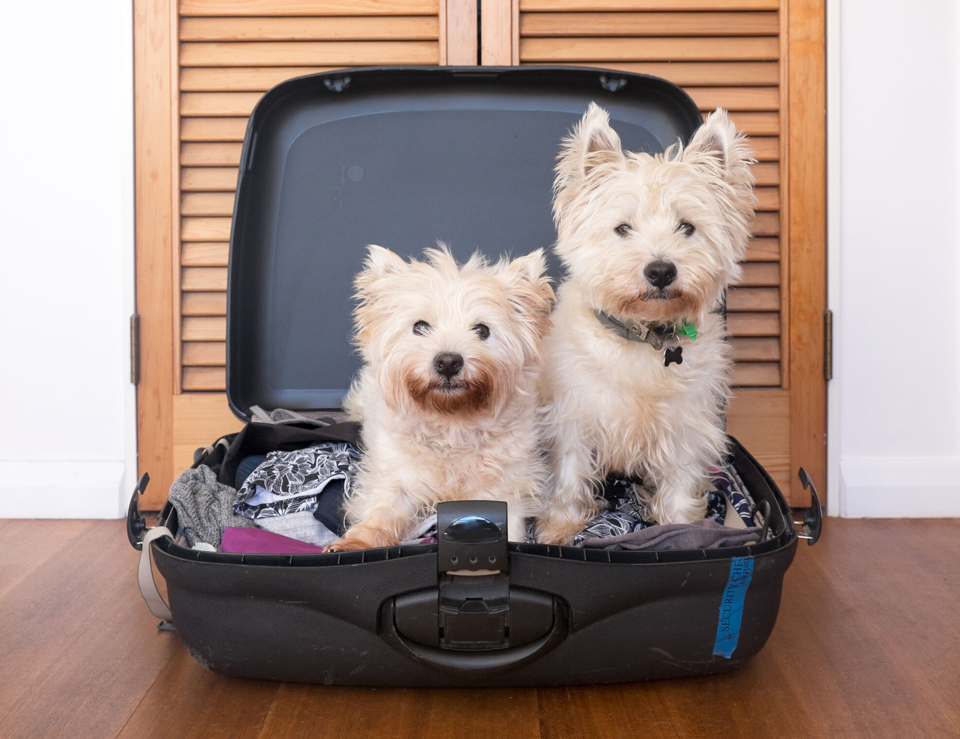Planning a trip for spring break? Don’t forget about your pets - WTOP News