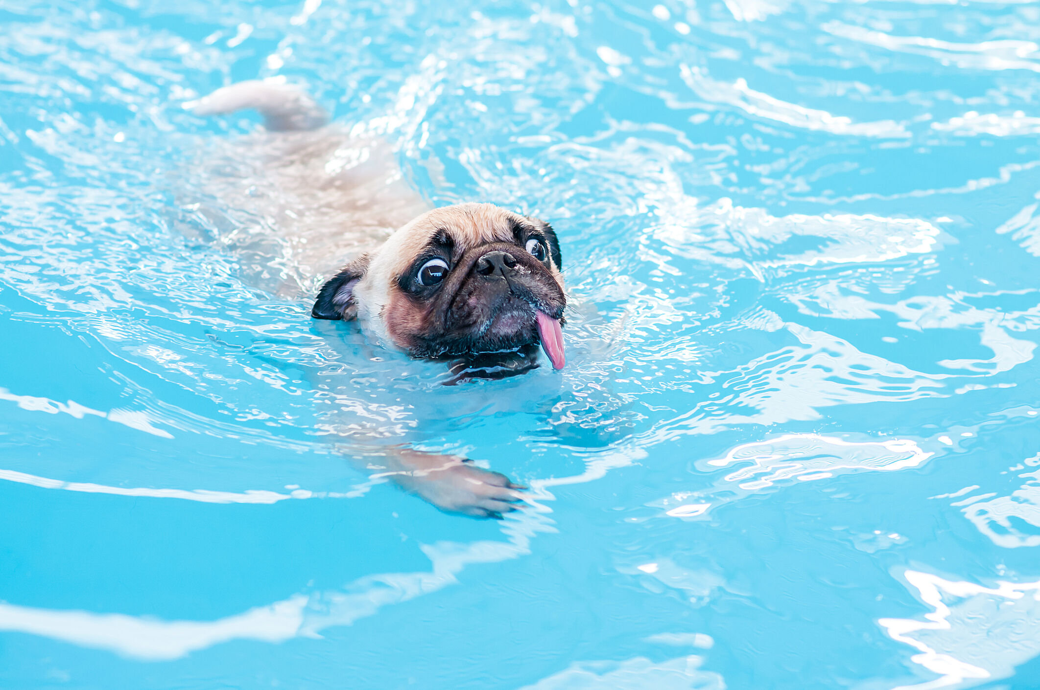 What to know before letting your pup swim in a pool or lake this summer ...