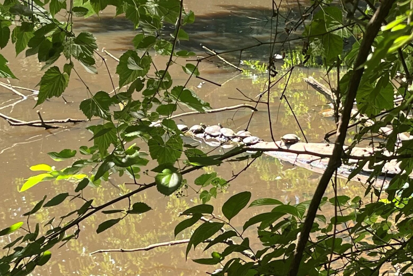 Fairfax City turtles will get new homes ahead of Ashby Pond ...