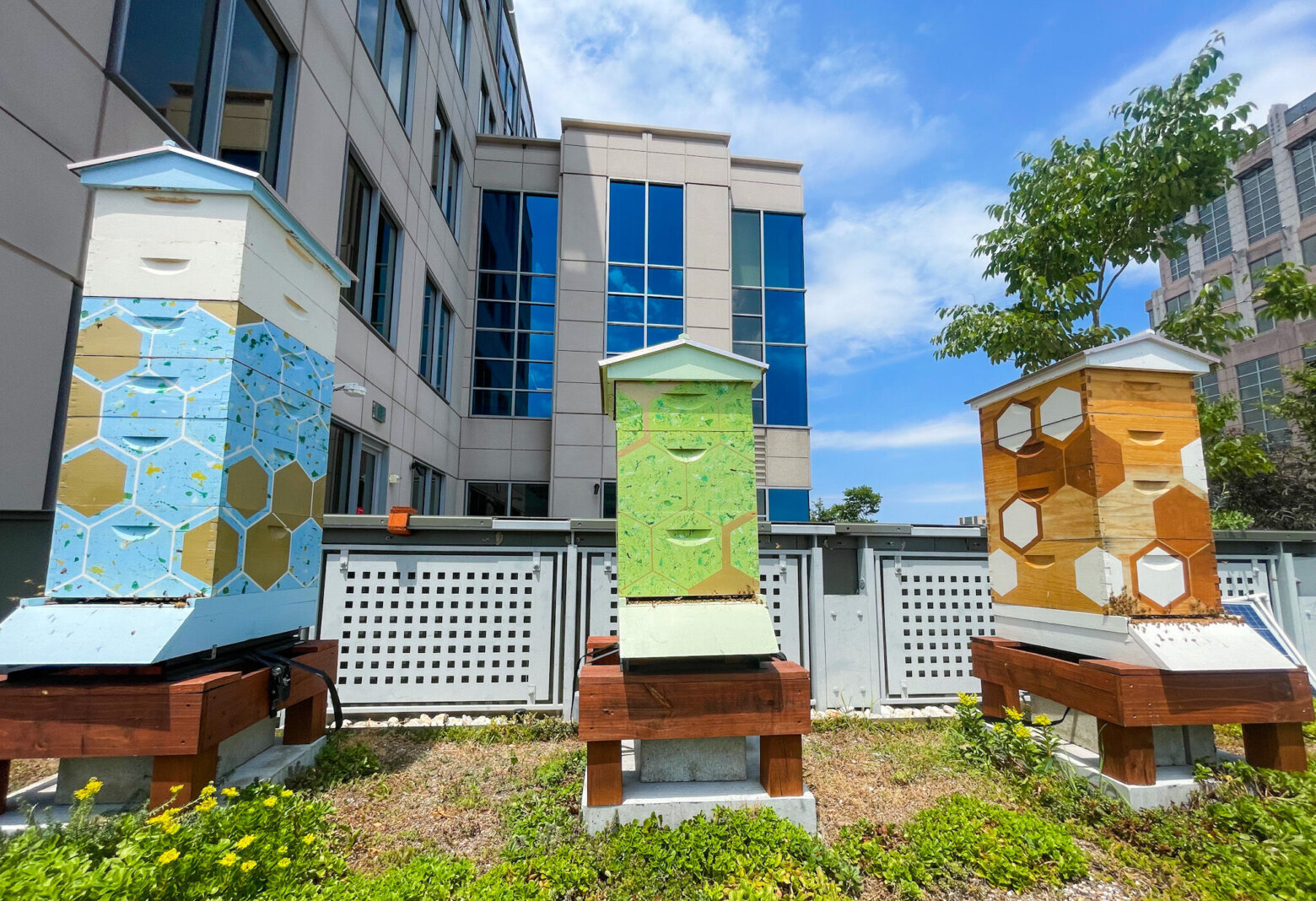 DC buildings are buzzing with urban bee hives — and that’s a good thing ...