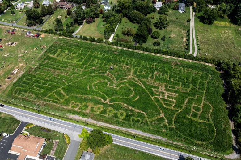 It’s the corn maze in Maryland you knew was trouble when you walked in ...