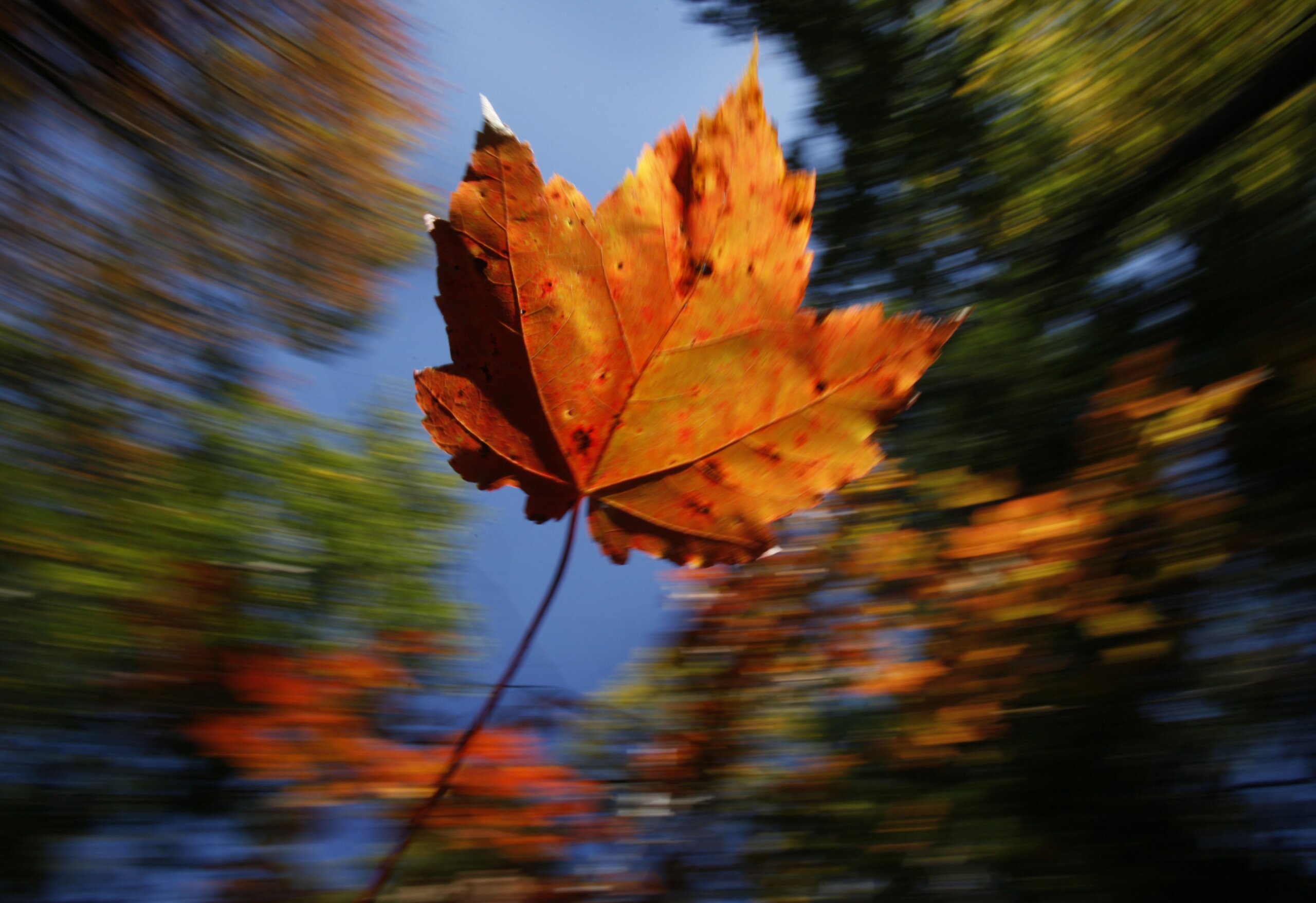 Maryland’s fall season might not be so colorful, predictions show ...