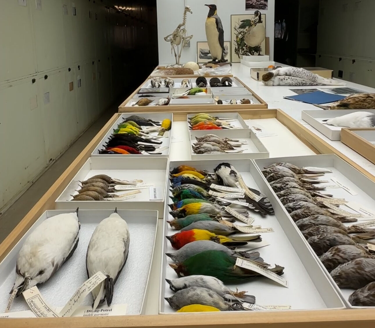Did you know there’s a national lab in DC dedicated to solving bird ...
