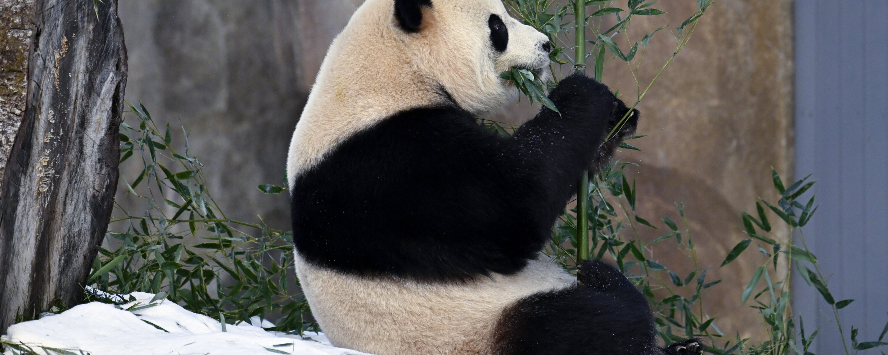 Smithsonian ‘Giant Panda Cam’ returns - WTOP News