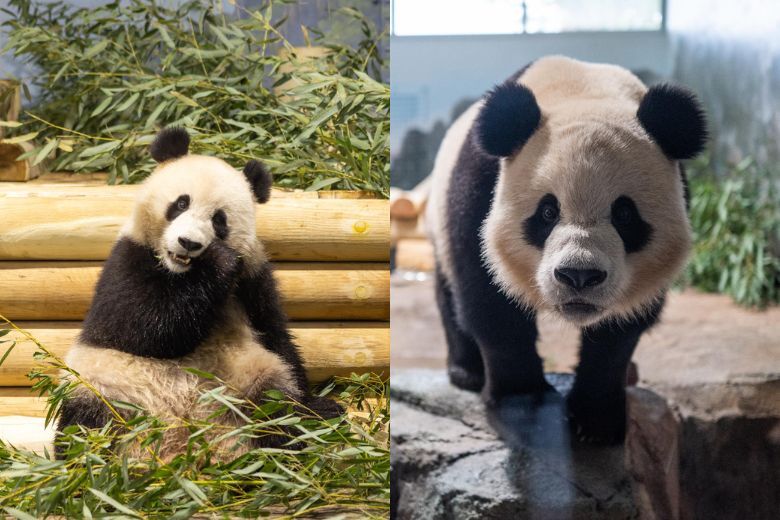 Pandas debut Friday: Know before you go - WTOP News