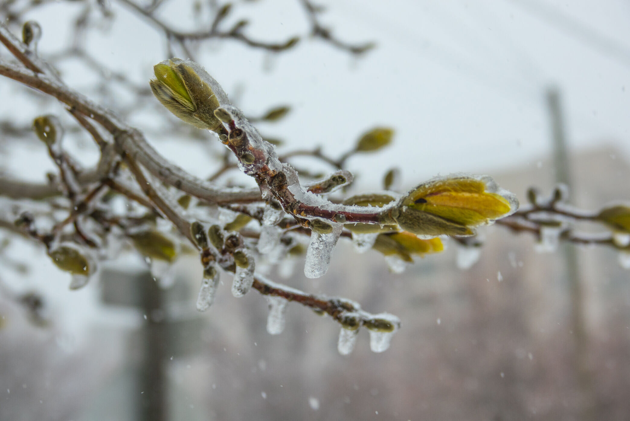Another round of winter weather: Wintry mix expected in the DC area ...