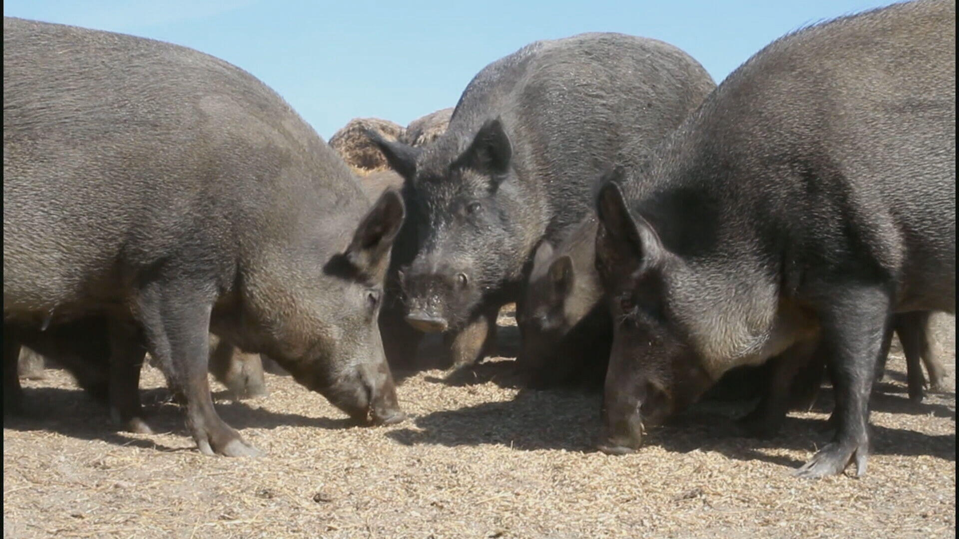 Why U.S. ranchers and farmers are alarmed about Canada’s ‘super pigs ...