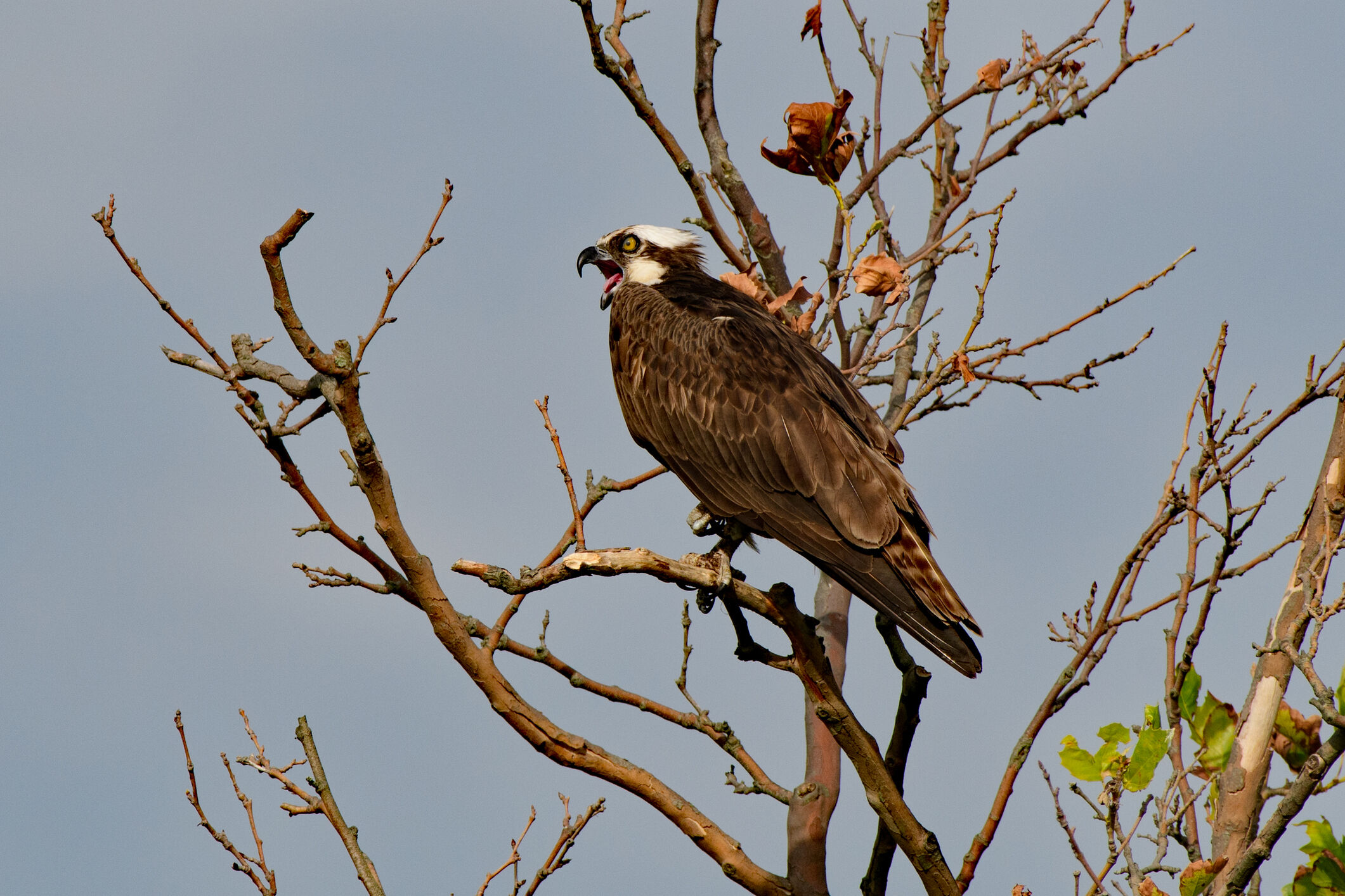 BGE program protects ospreys returning to the Chesapeake Bay area ...