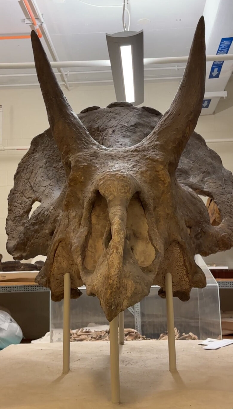 Exploring the Smithsonian Natural History Museum’s rare dinosaur fossil ...
