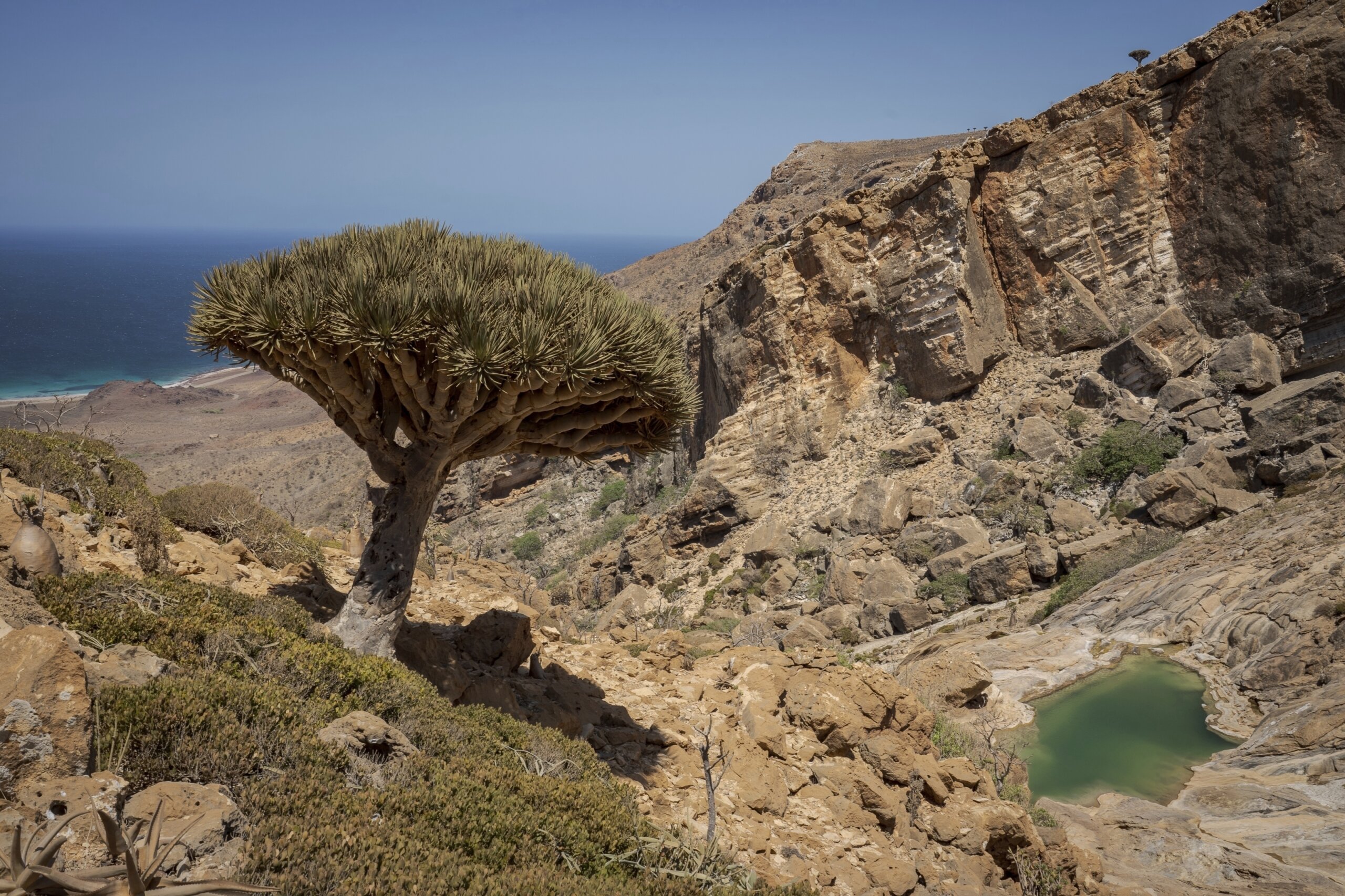 These surreal trees survived for centuries. Scientists worry for their ...