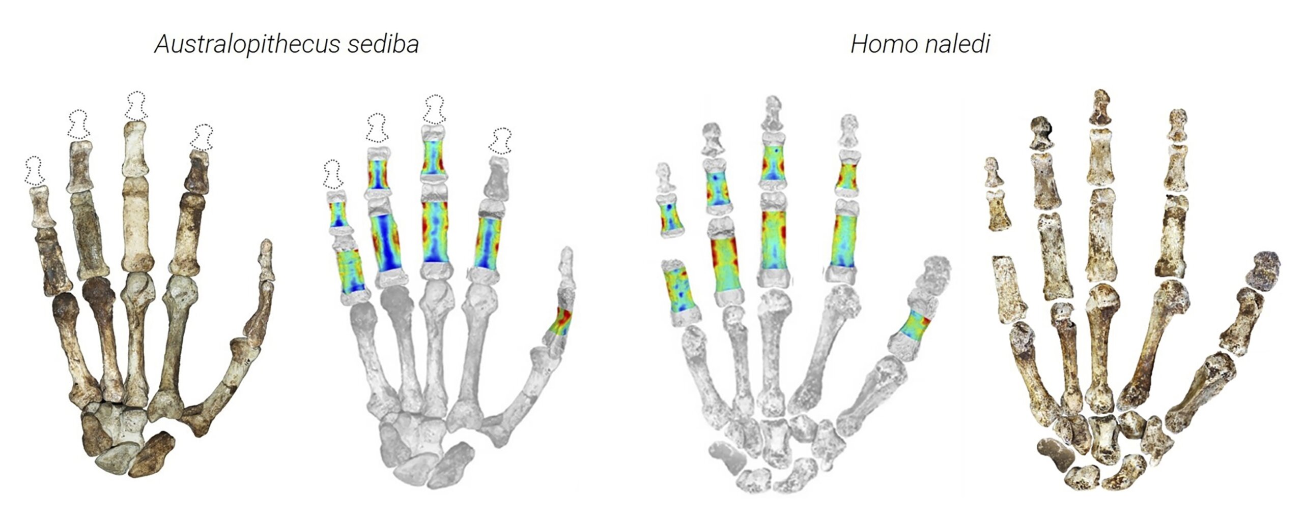 Early human ancestors used their hands to both climb trees and make ...