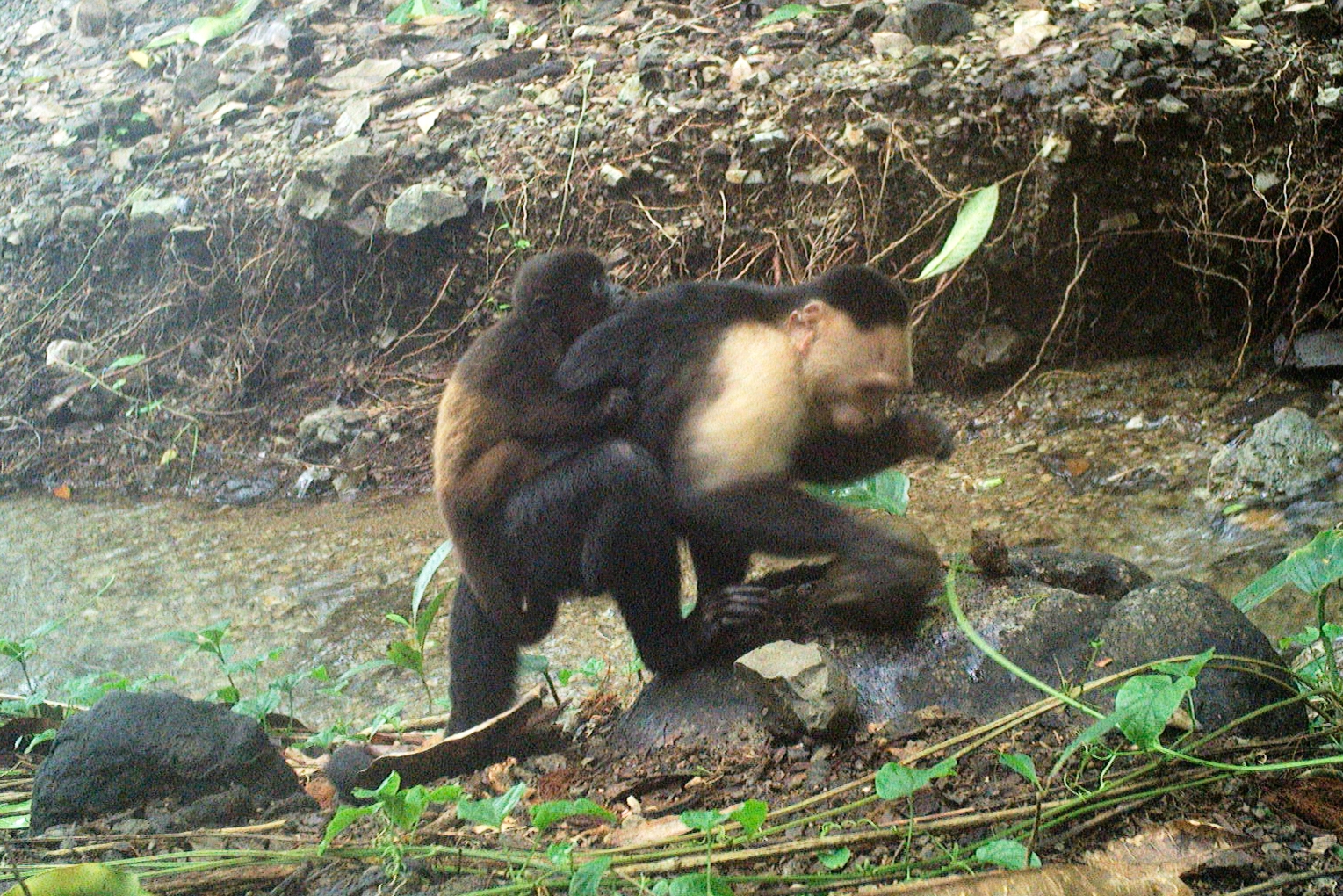 Caught on camera, capuchin monkeys kidnap howler monkey babies - WTOP News