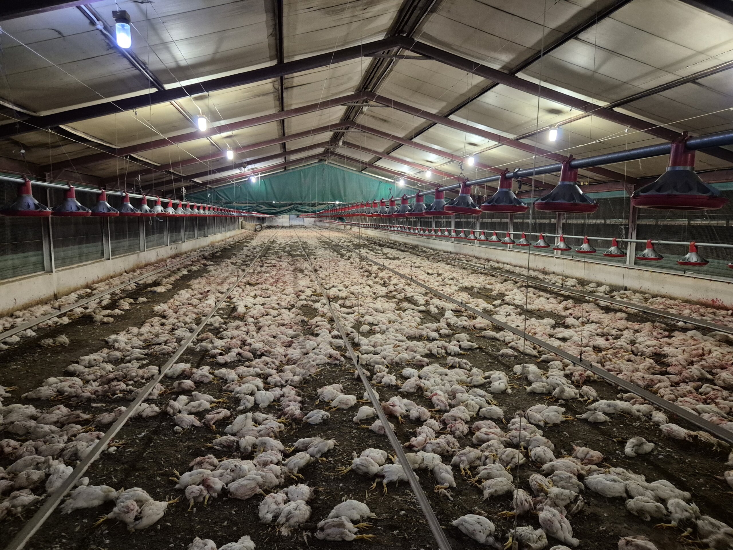 Thousands of chickens euthanized in South Africa after they were left ...
