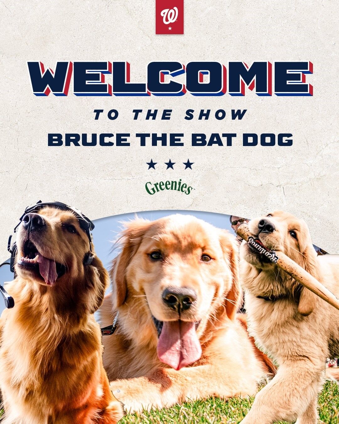 Nationals’ bat-retrieving dog Bruce gets call up to majors from Triple ...