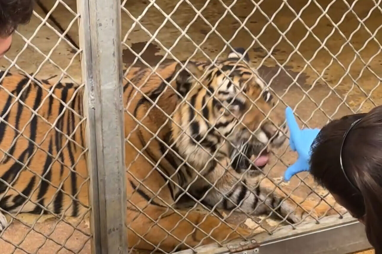 Cool job alert! What’s it like working with tigers at the National Zoo ...