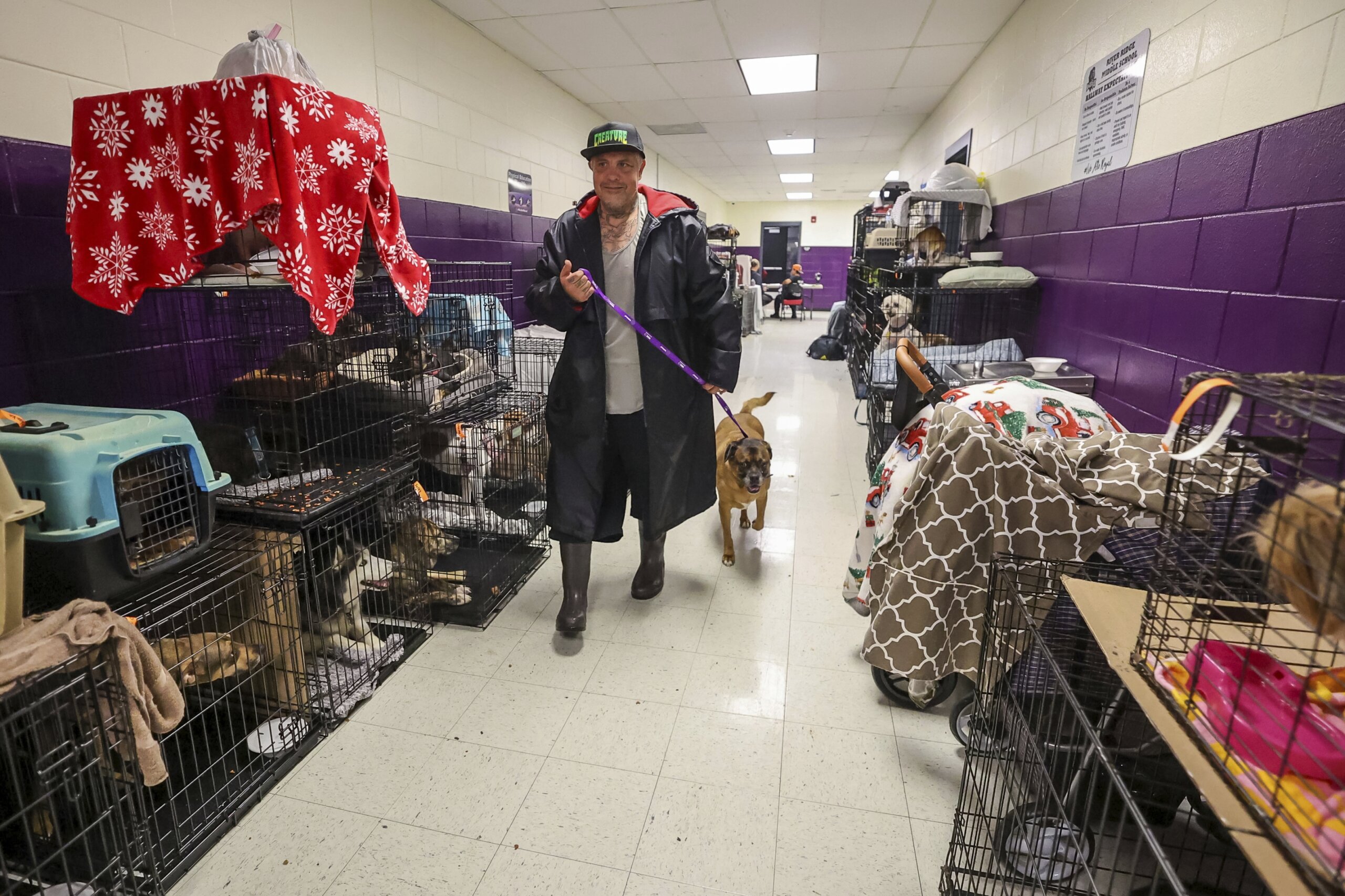 How to prepare your pets for when a hurricane makes it rain cats and ...