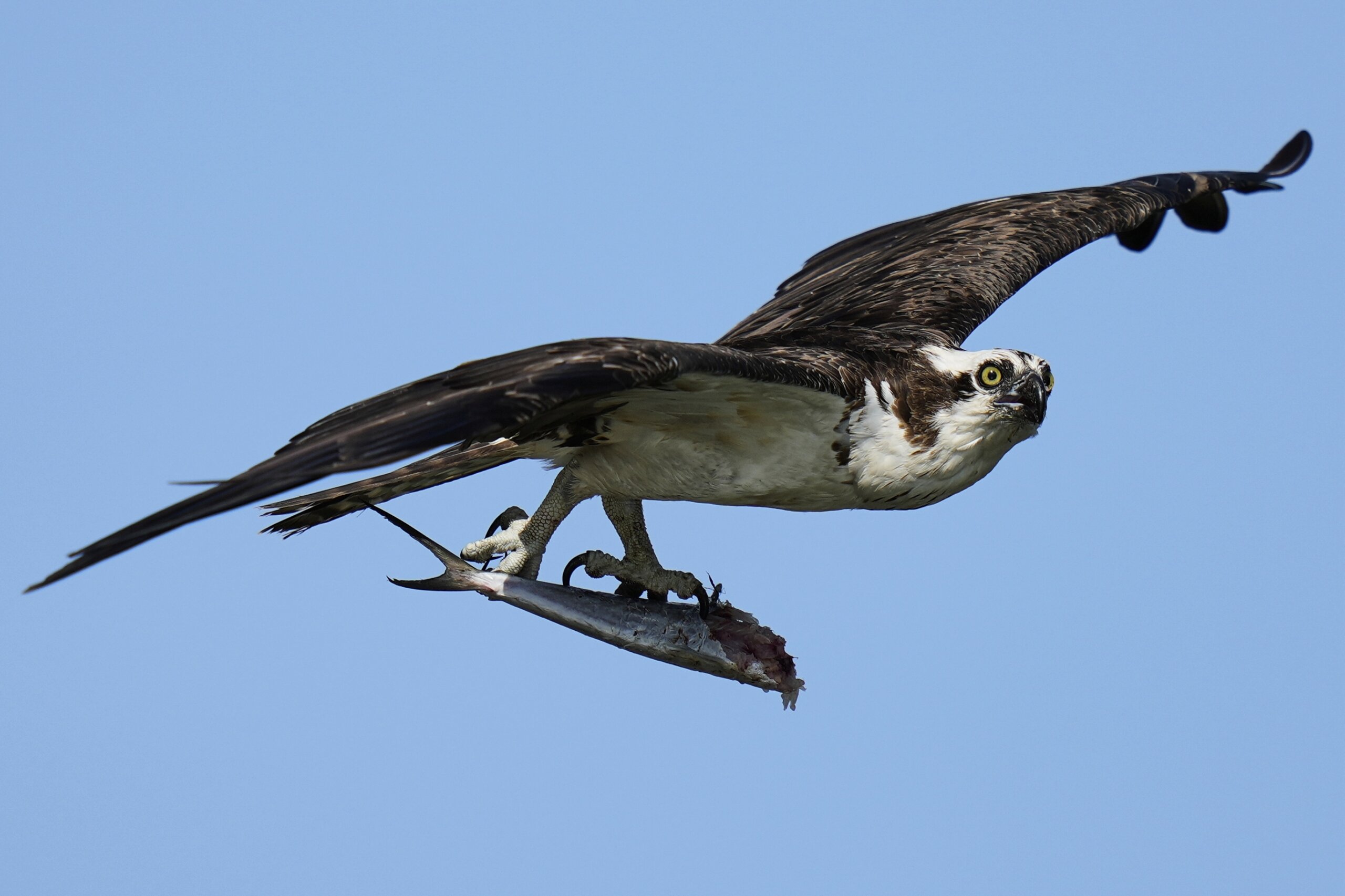 Osprey came back from the brink once. Now chicks are dying in nests ...