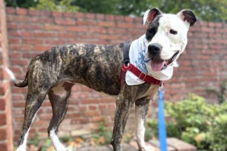 Meet Devon, a special girl who jumps for new friends - WTOP News