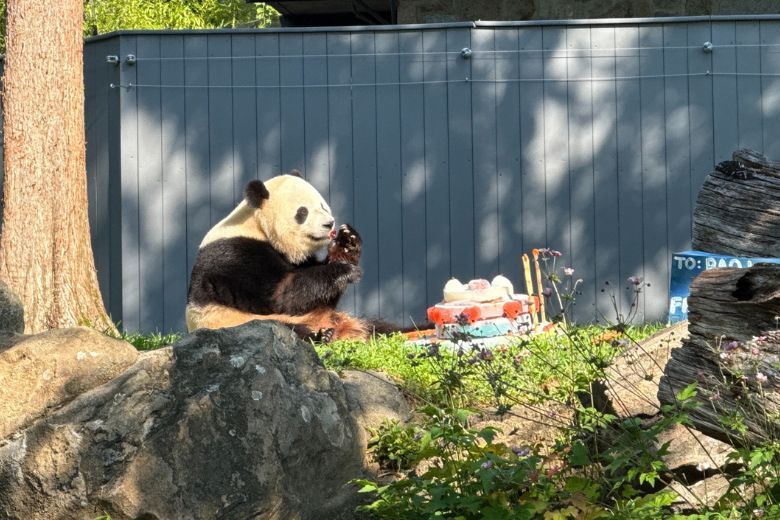 Panda enthusiasts party with Bao Li on his 1st birthday at DC’s National Zoo - WTOP News