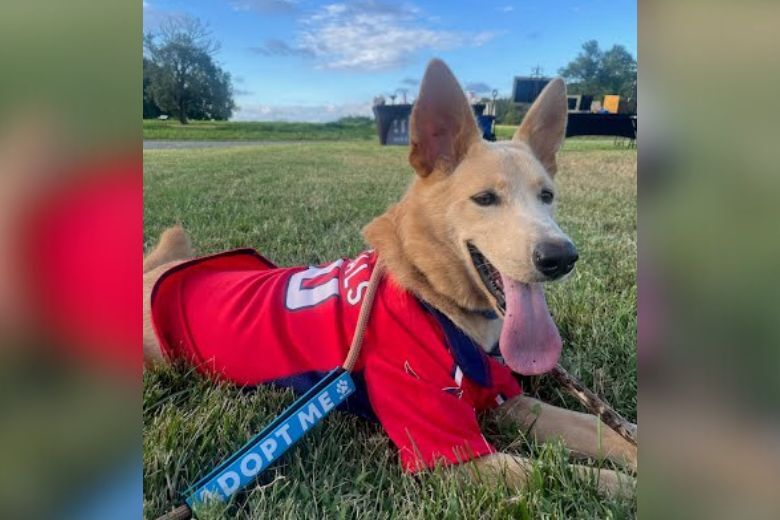 Meet Girly Pop, a pup who blends playful energy with sweet affection ...