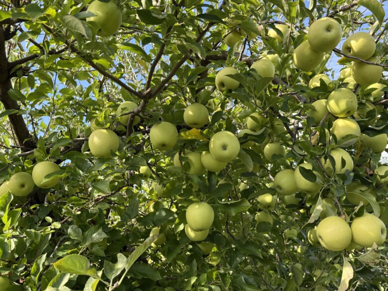 Late April frost could challenge apple pickers in Virginia this fall ...